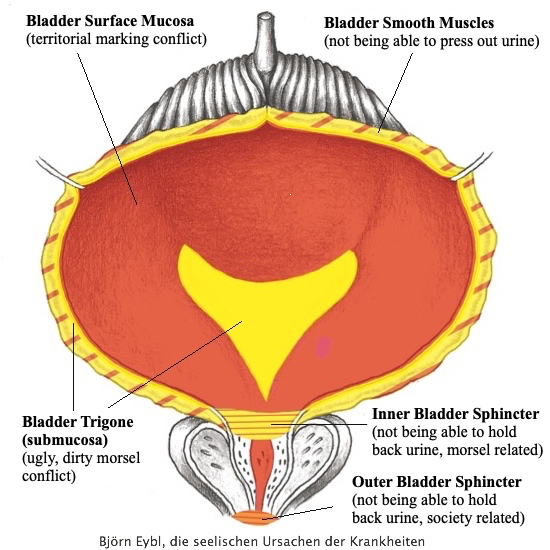 Vertrouw je Lichaam - Bladder Trigone