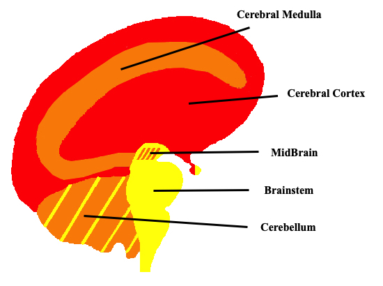 Vertrouw je Lichaam - Brain