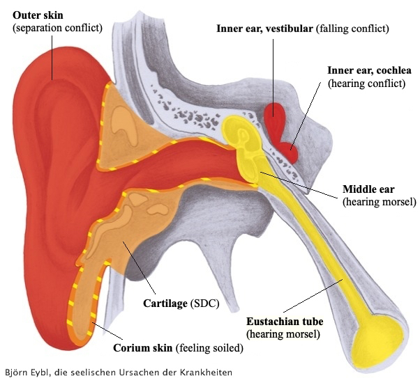 Vertrouw je Lichaam - Middle ear